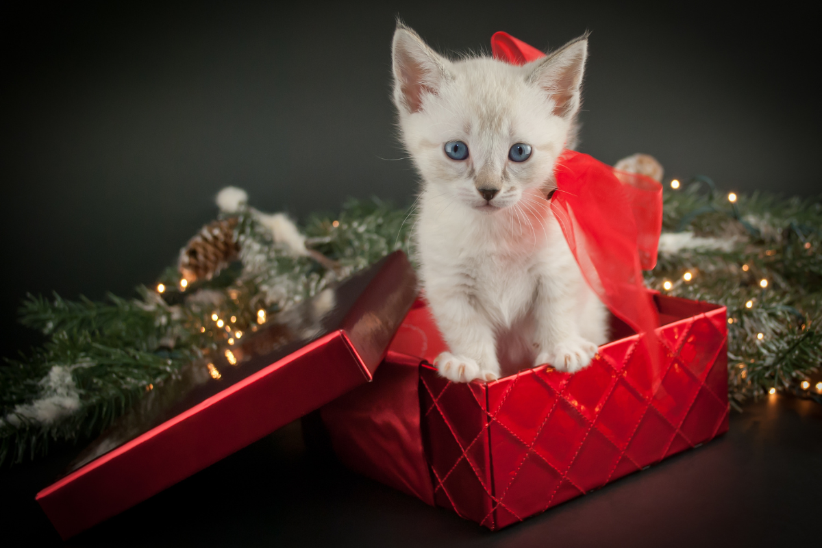 La nuit du 24 décembre - La lumière de Noël